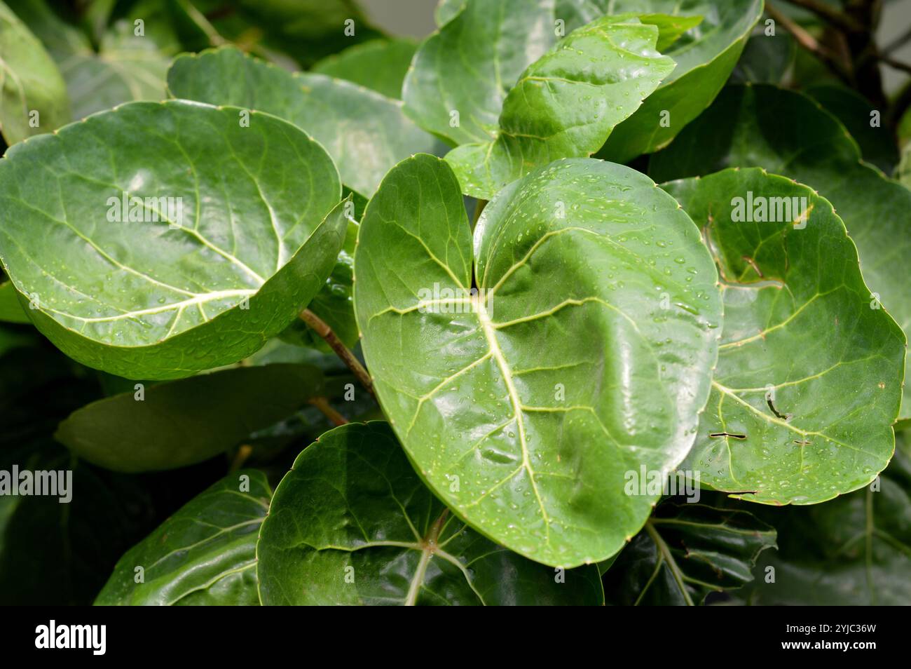 Detailed leaf structures hi-res stock photography and images - Alamy