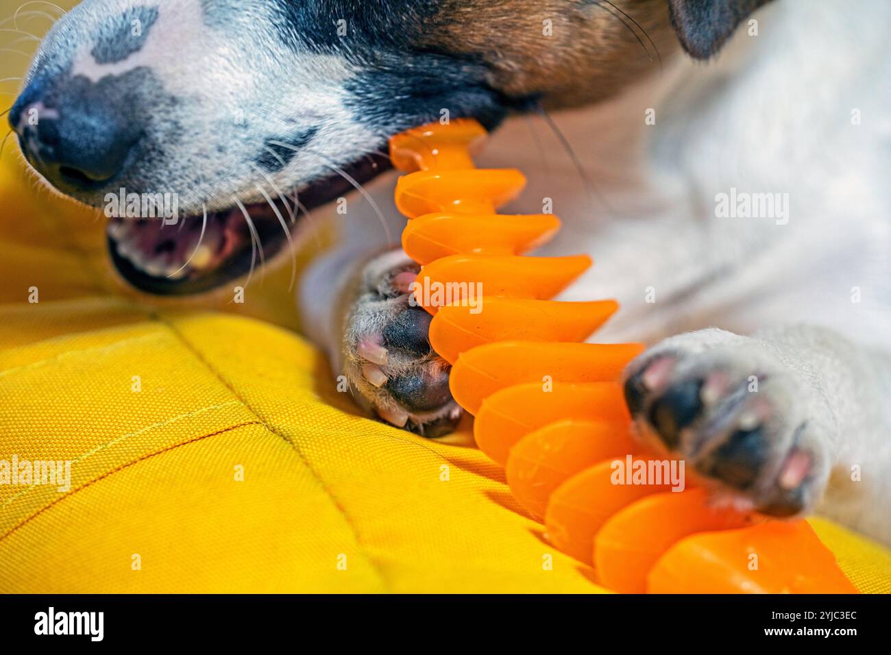 jack russell terrier puppy smiles with orange toy for cleaning teeth ...