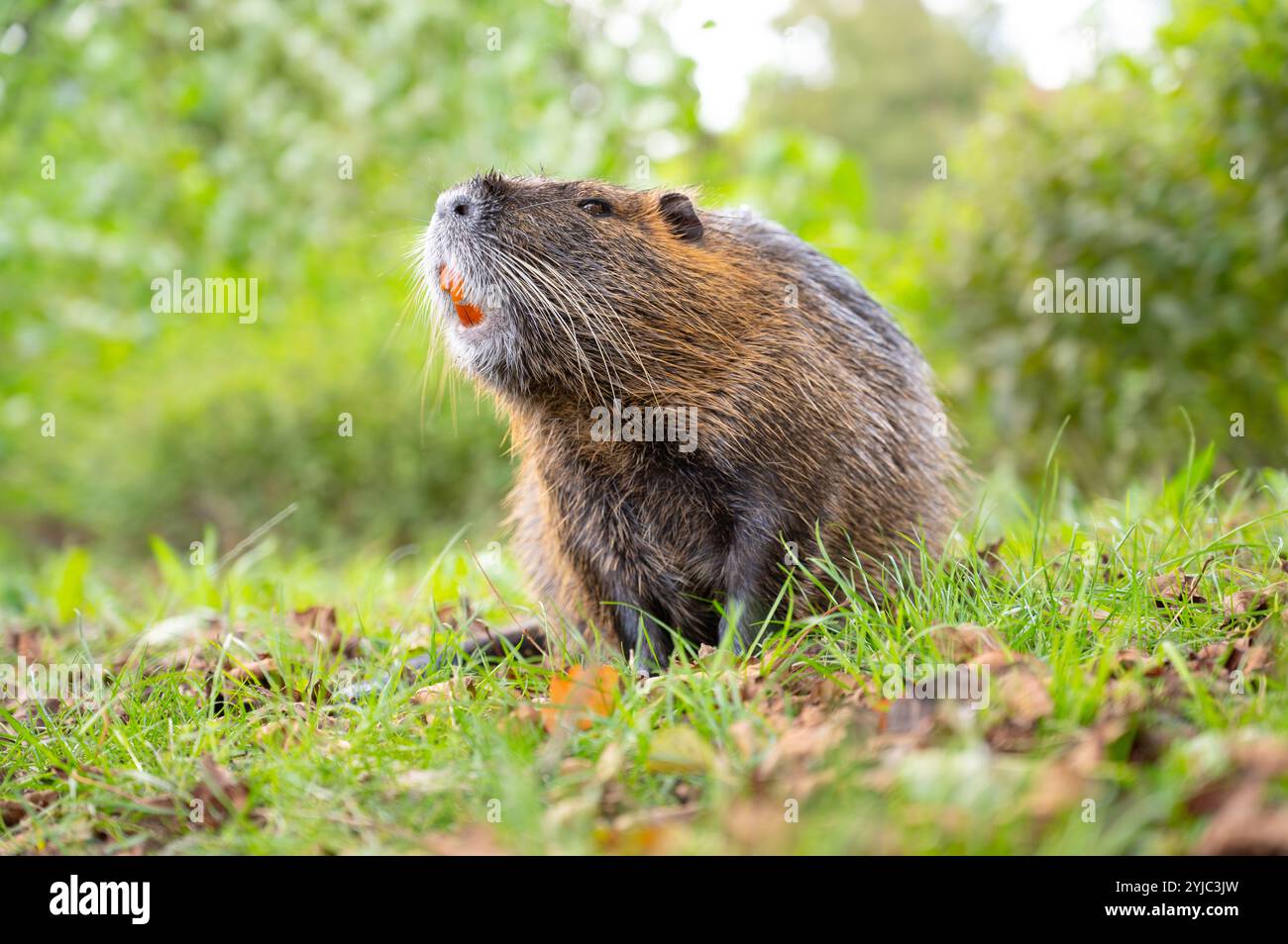 Nutria river rat, coypu herbivorous, semiaquatic rodent family ...