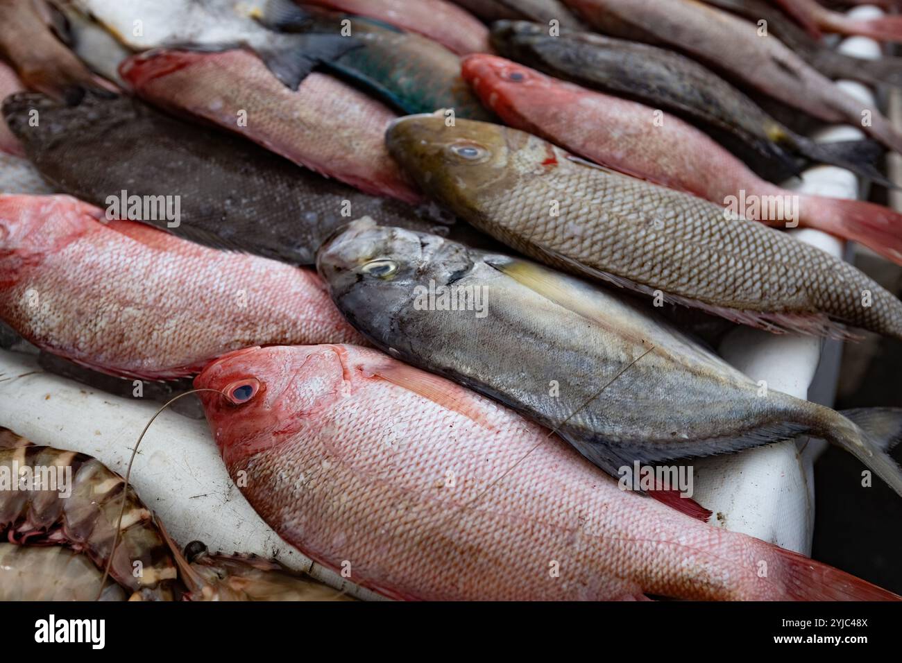Fish market counter in Kota Kinabalu Borneo Malaysia Stock Photo - Alamy
