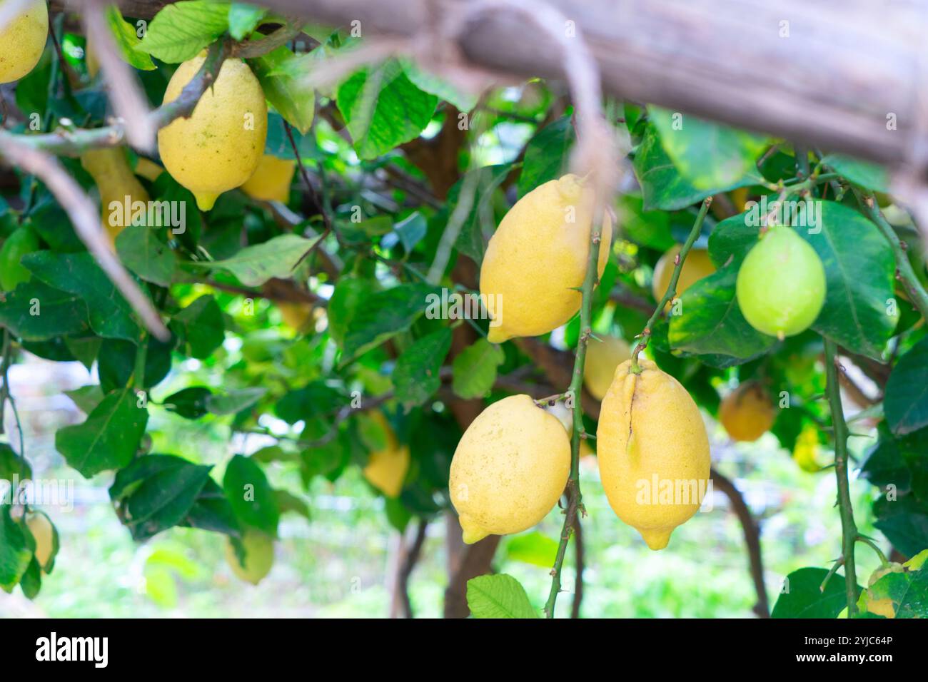 Fruits arch in Lemon garden of Sorrento at summer with passage Stock ...