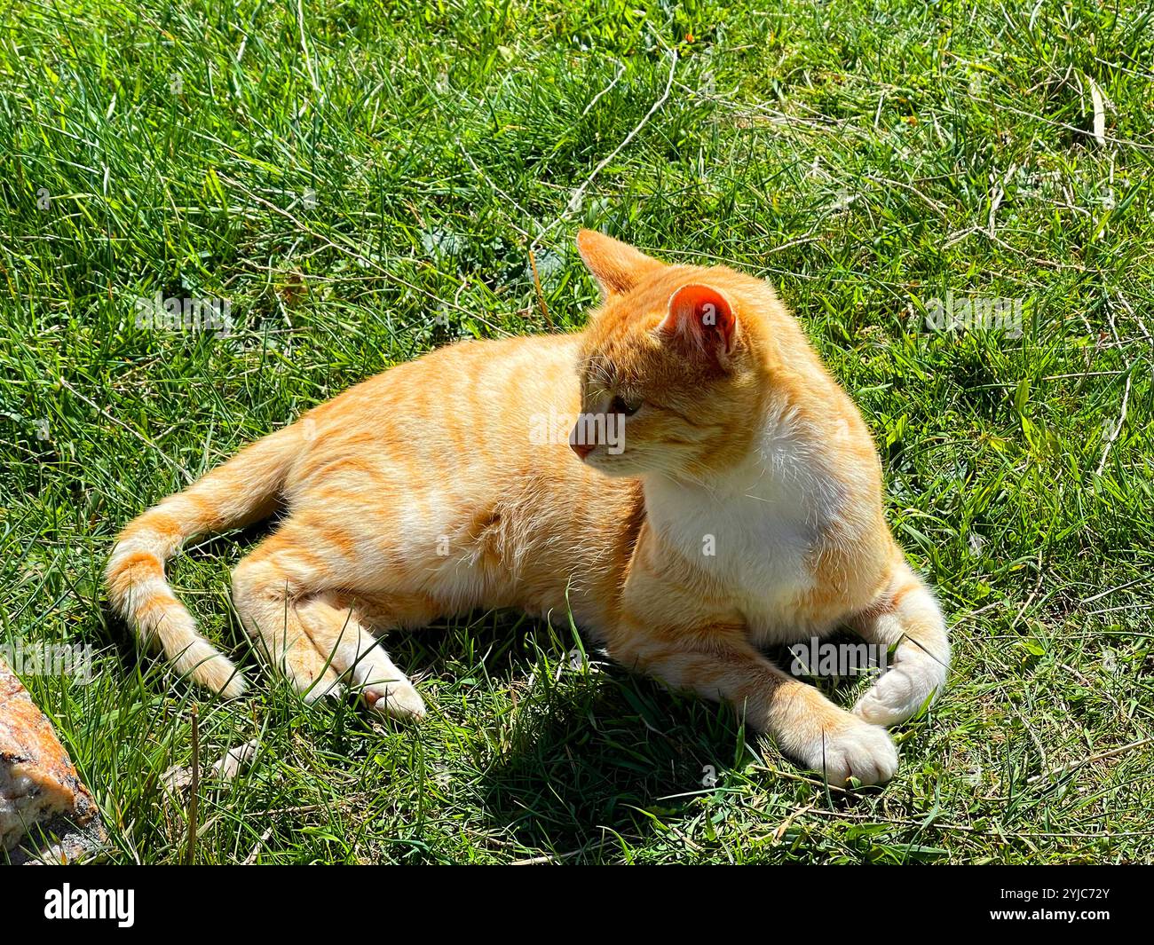 Domesticxos hi-res stock photography and images - Alamy