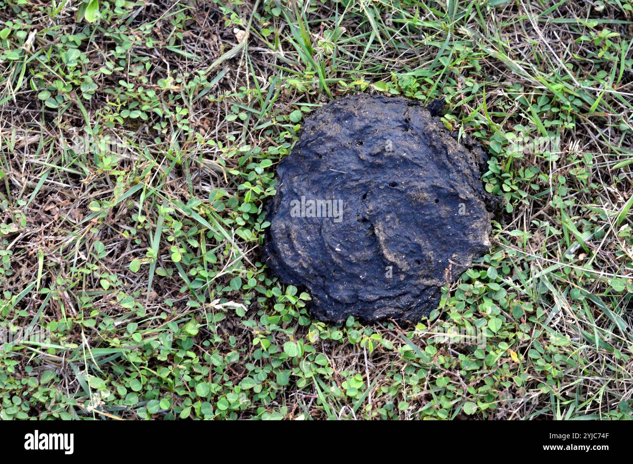 dry cow manure on the grass Stock Photo - Alamy