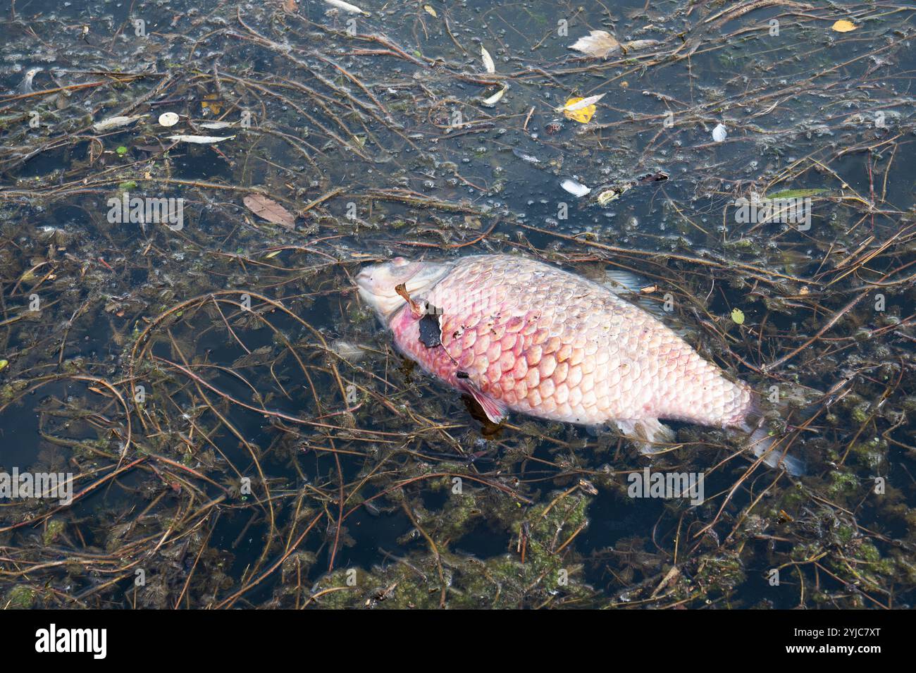 Dead fish on the water surface of a pond, environment disaster, damage ...