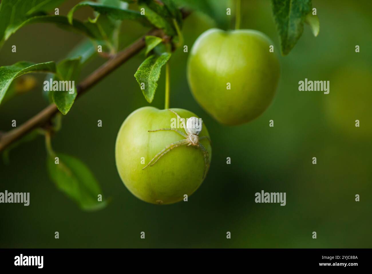 Pest attack on plum fruit hi-res stock photography and images - Alamy