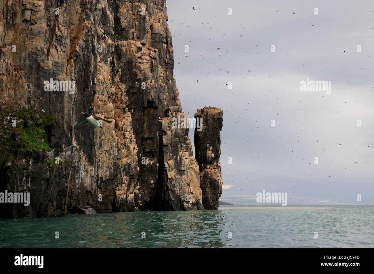 The spectacular Alkefjellet cliff with guillemots, dolerite columns ...
