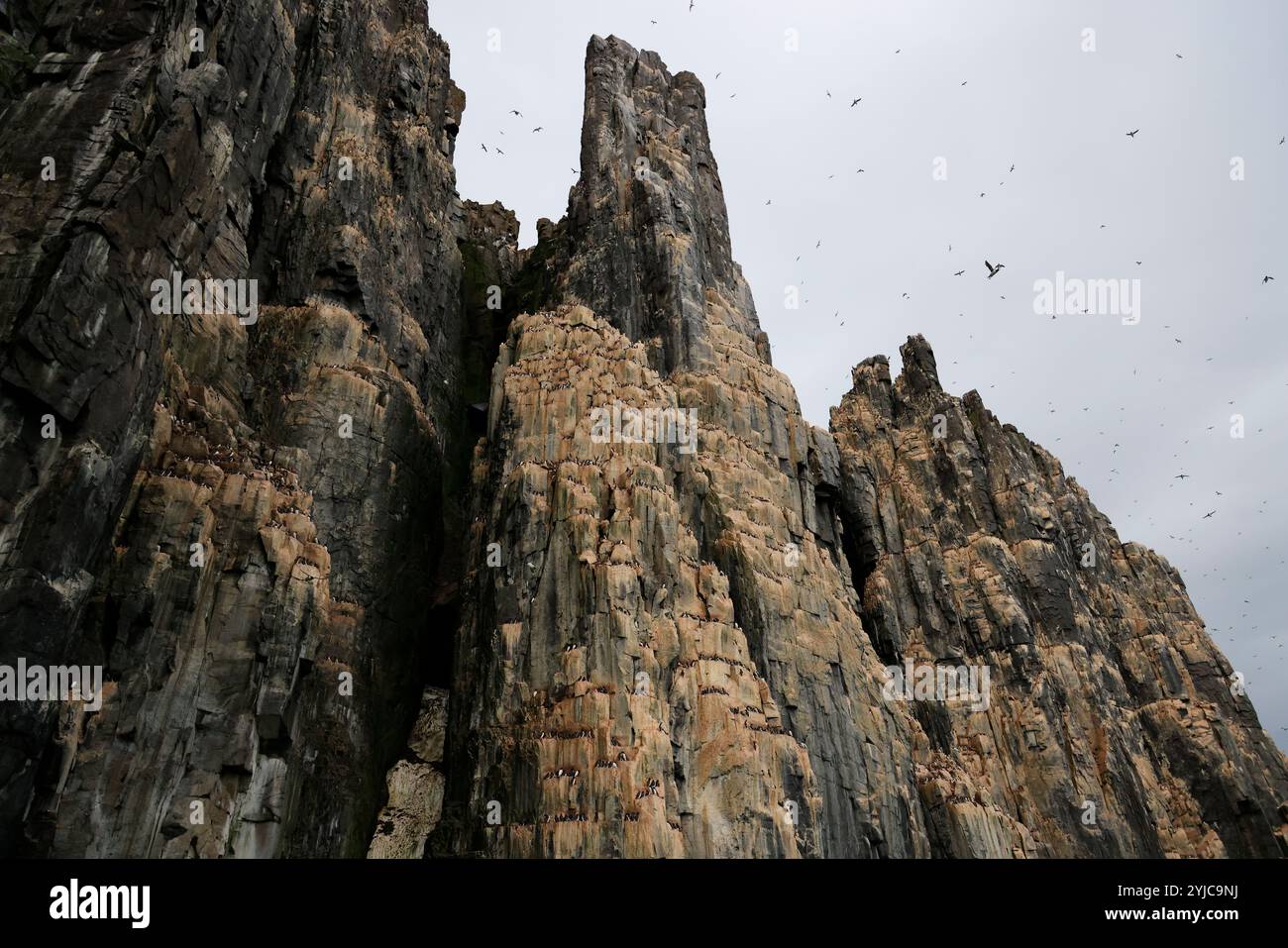 The spectacular Alkefjellet cliff with guillemots, dolerite columns ...