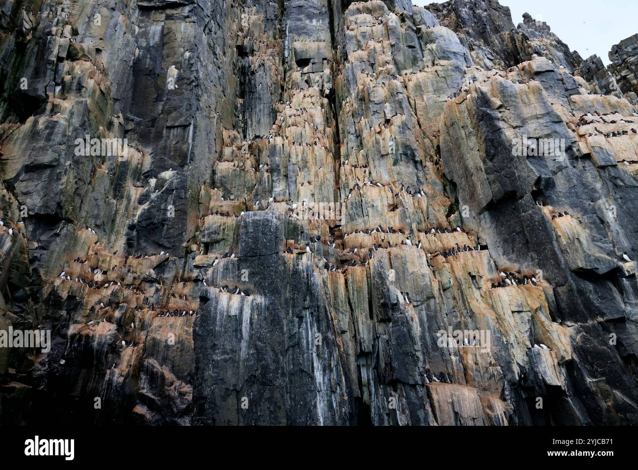 The spectacular Alkefjellet cliff with guillemots, dolerite columns ...
