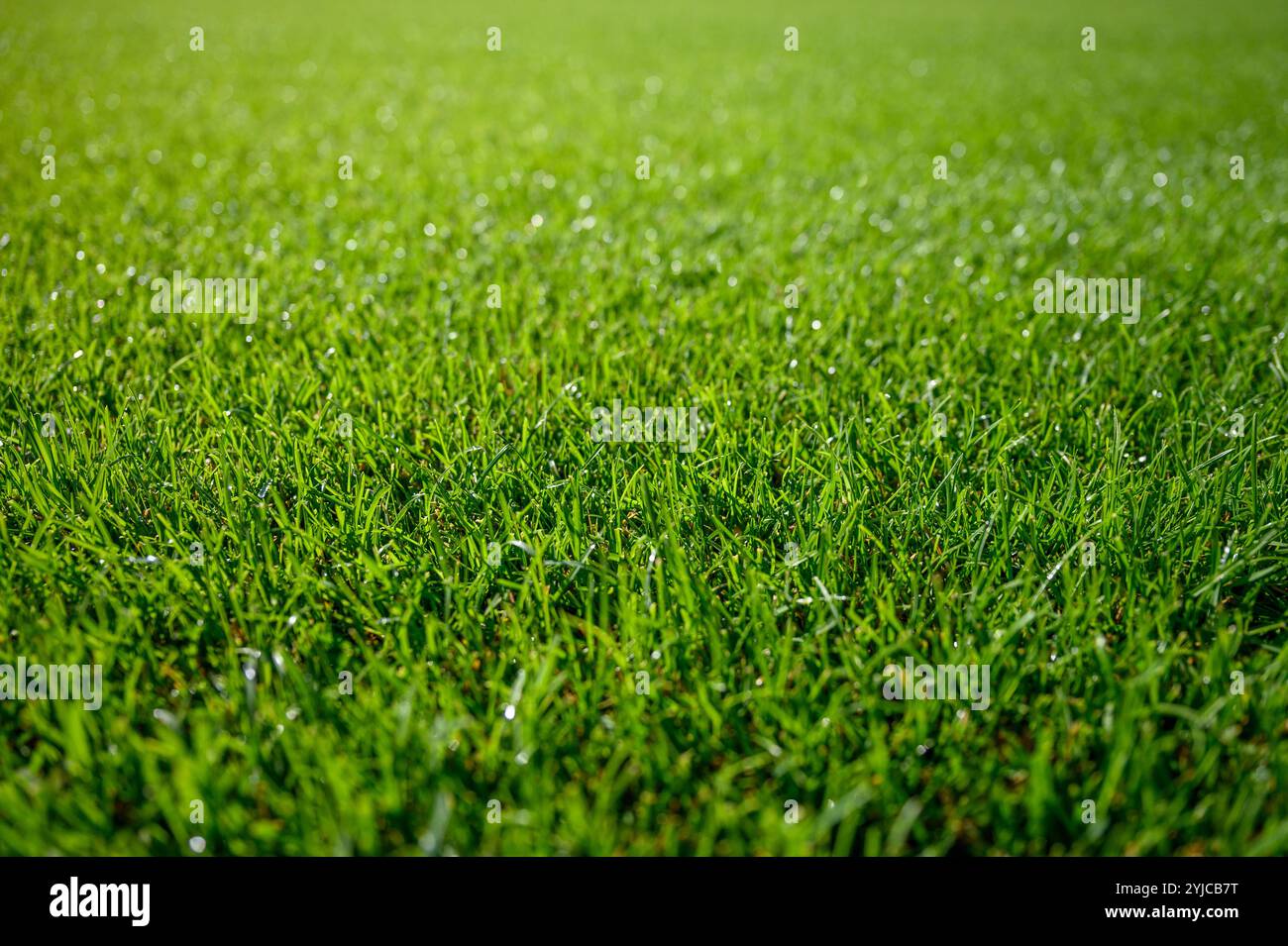 Beautiful wet natural grass on the sport pitch Stock Photo - Alamy