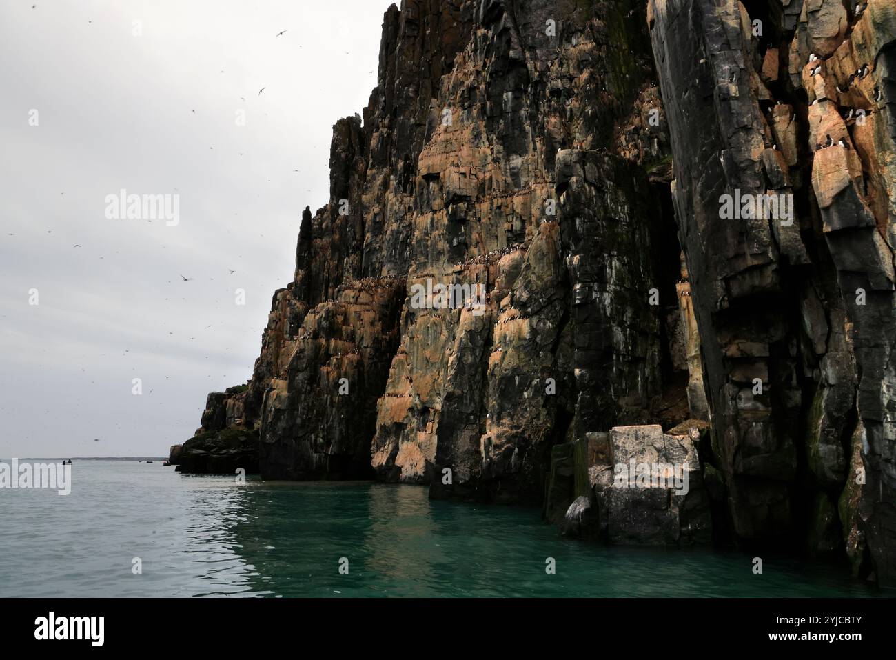 The spectacular Alkefjellet cliff with guillemots, dolerite columns ...