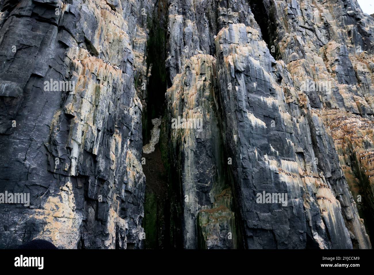 The spectacular Alkefjellet cliff with guillemots, dolerite columns ...
