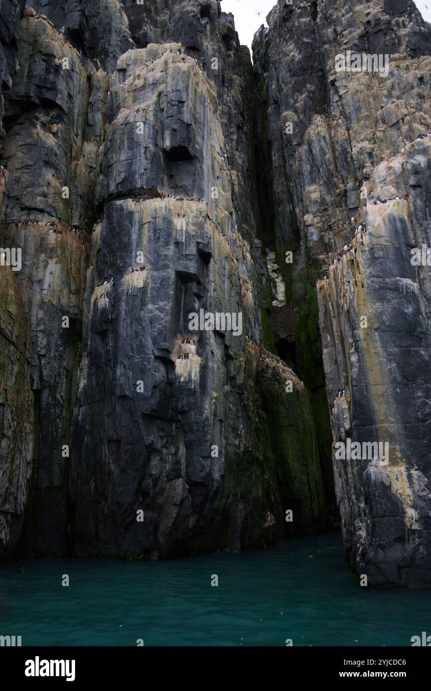 The spectacular Alkefjellet cliff with guillemots, dolerite columns ...