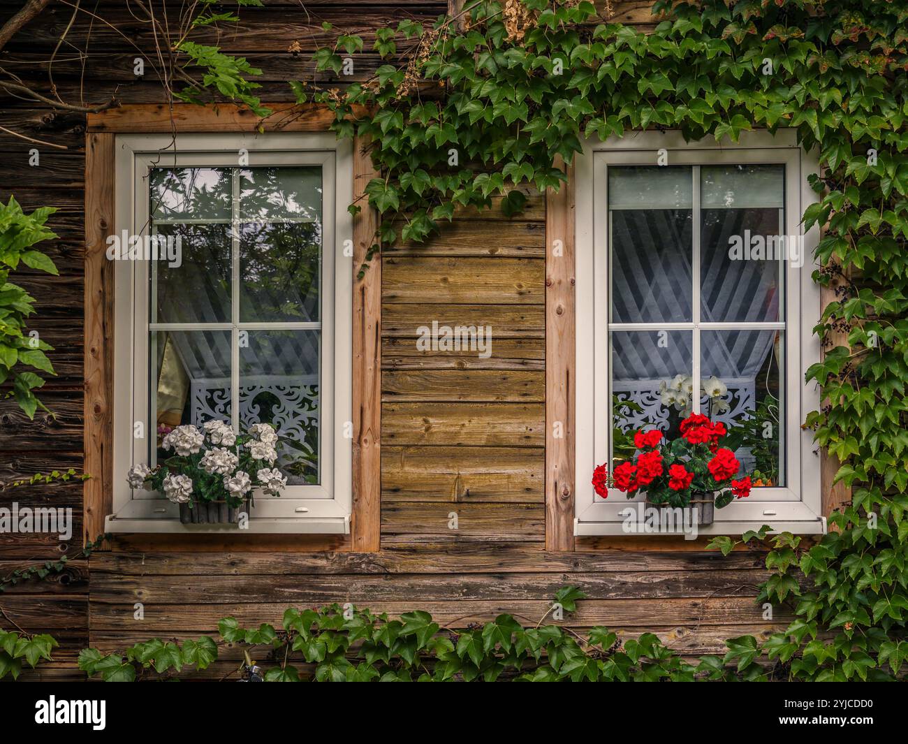 Rustic wooden cottage facade with climbing ivy and colorful flowers in ...