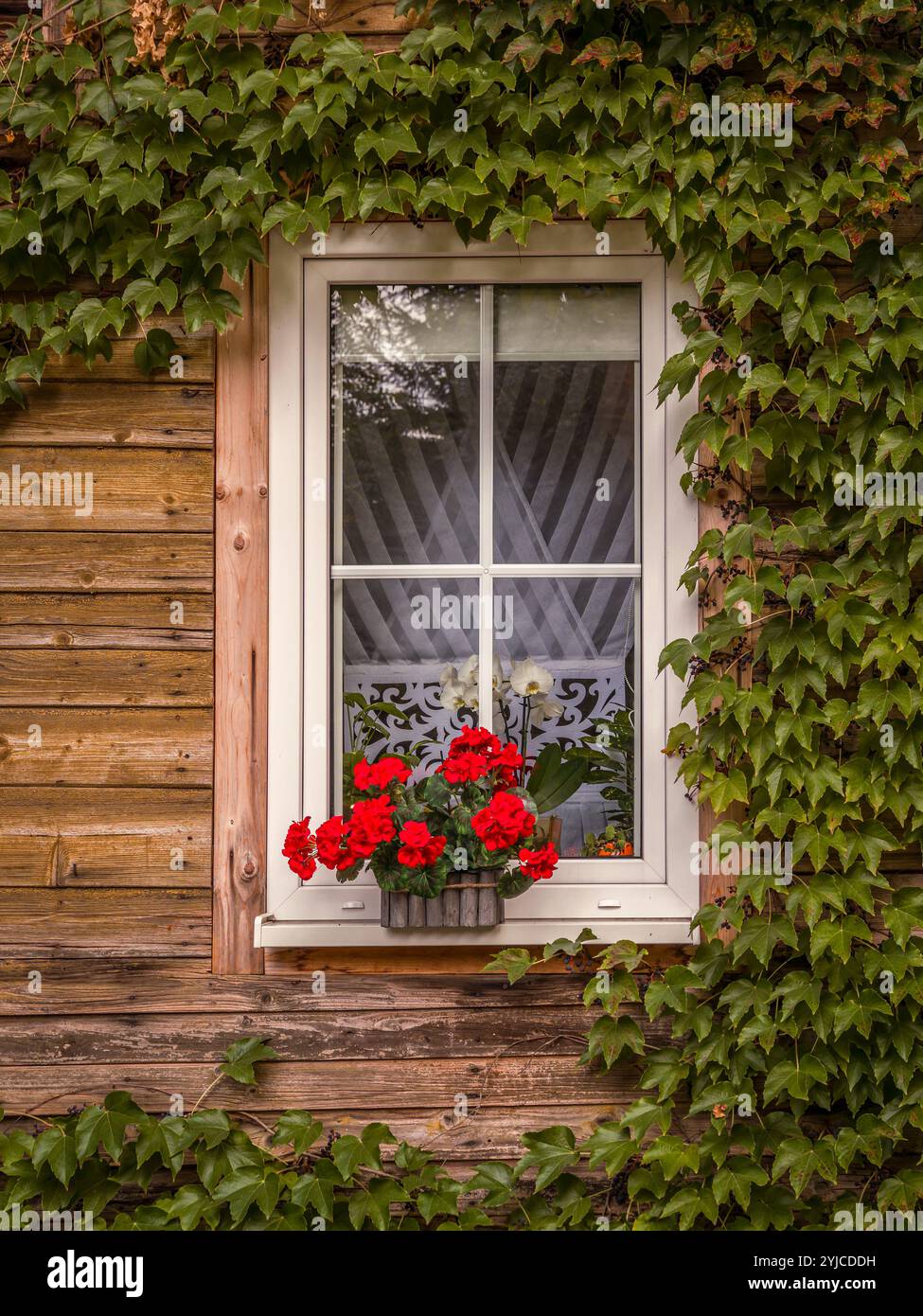 Rustic wooden cottage facade with climbing ivy and colorful flowers in ...