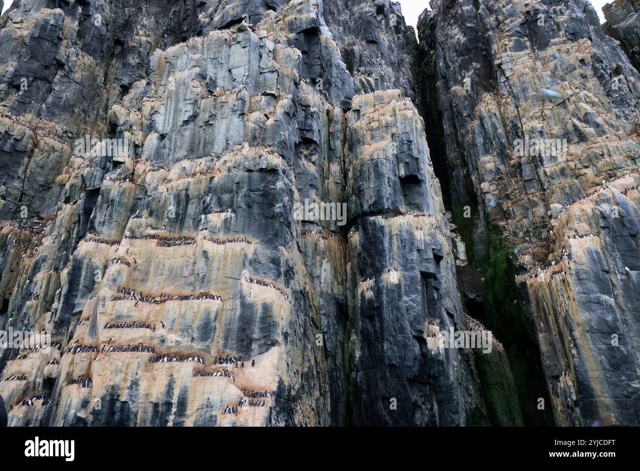 The spectacular Alkefjellet cliff with guillemots, dolerite columns ...