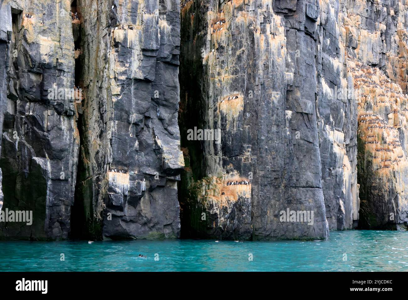 The spectacular Alkefjellet cliff with guillemots, dolerite columns ...