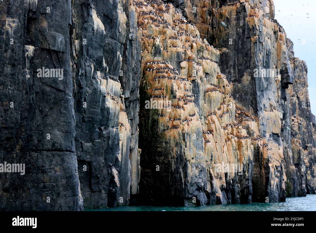 The spectacular Alkefjellet cliff with guillemots, dolerite columns ...