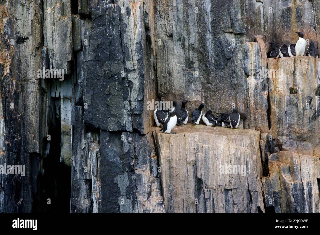 The spectacular Alkefjellet cliff with guillemots, dolerite columns ...