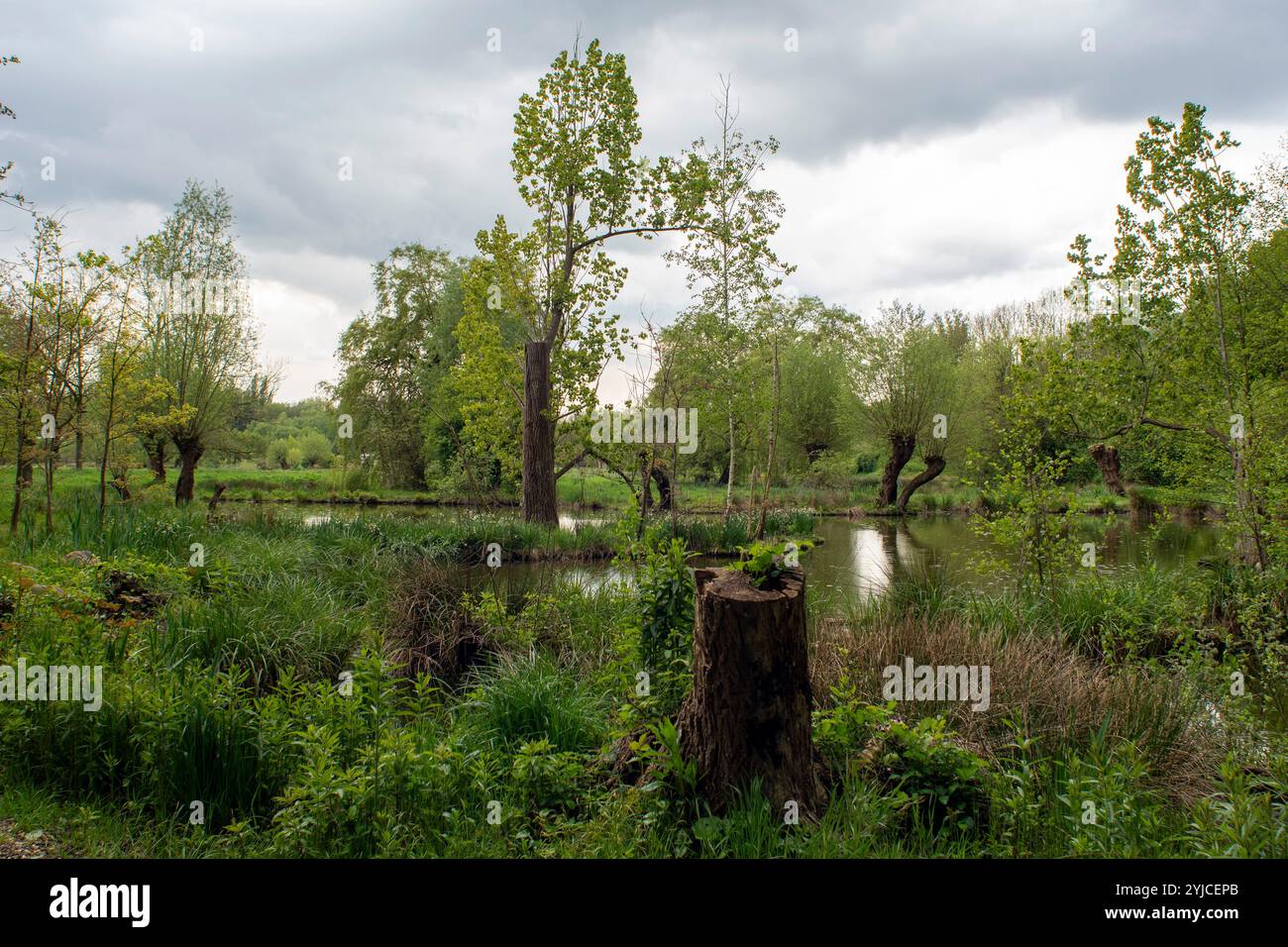 Pond, Museum Island Hombroich, NRW, Germany Stock Photo - Alamy