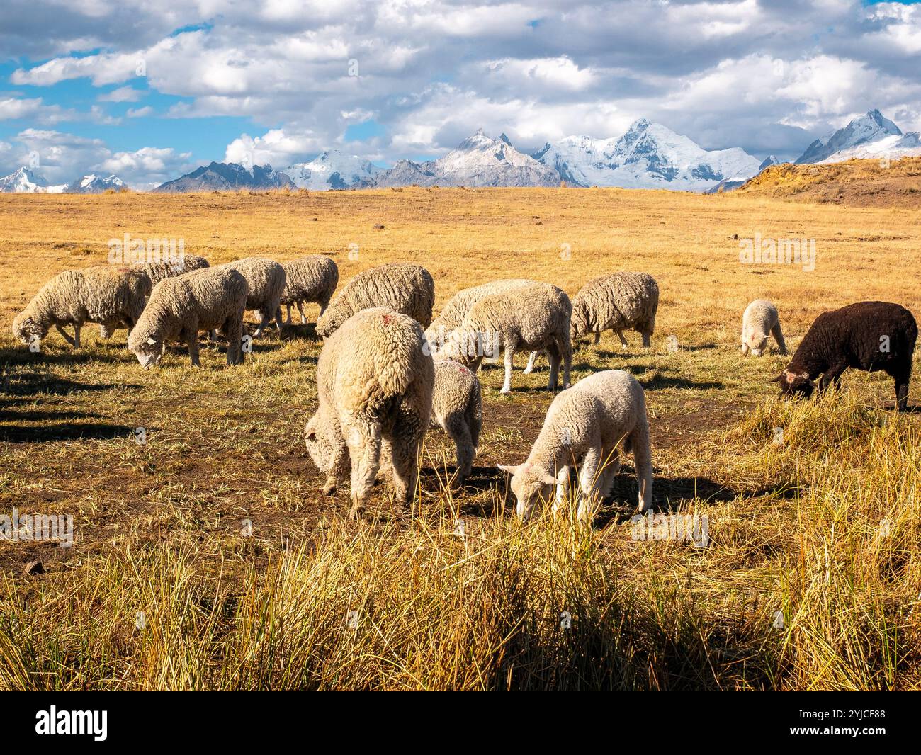 Group of Sheep Eating Yellow Grass Against the Backdrop of the White ...