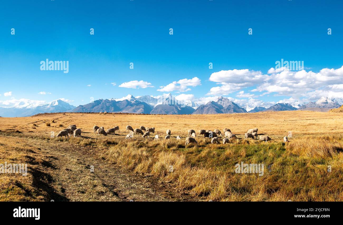 Group of Sheep Eating Yellow Grass Against the Backdrop of the White ...