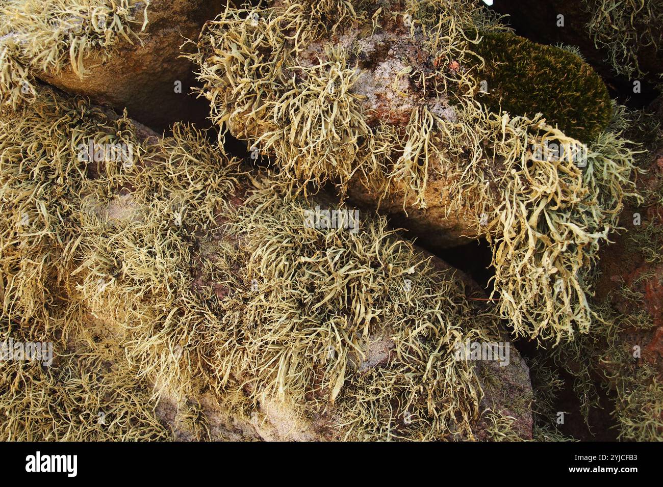 Fruticose lichen clinging to rocks high up on a cliff on the Isle of ...