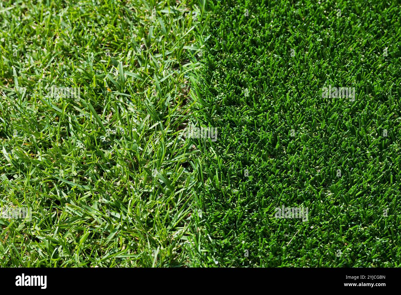 Natural (L) and artificial grass (R) lying side by side Stock Photo - Alamy