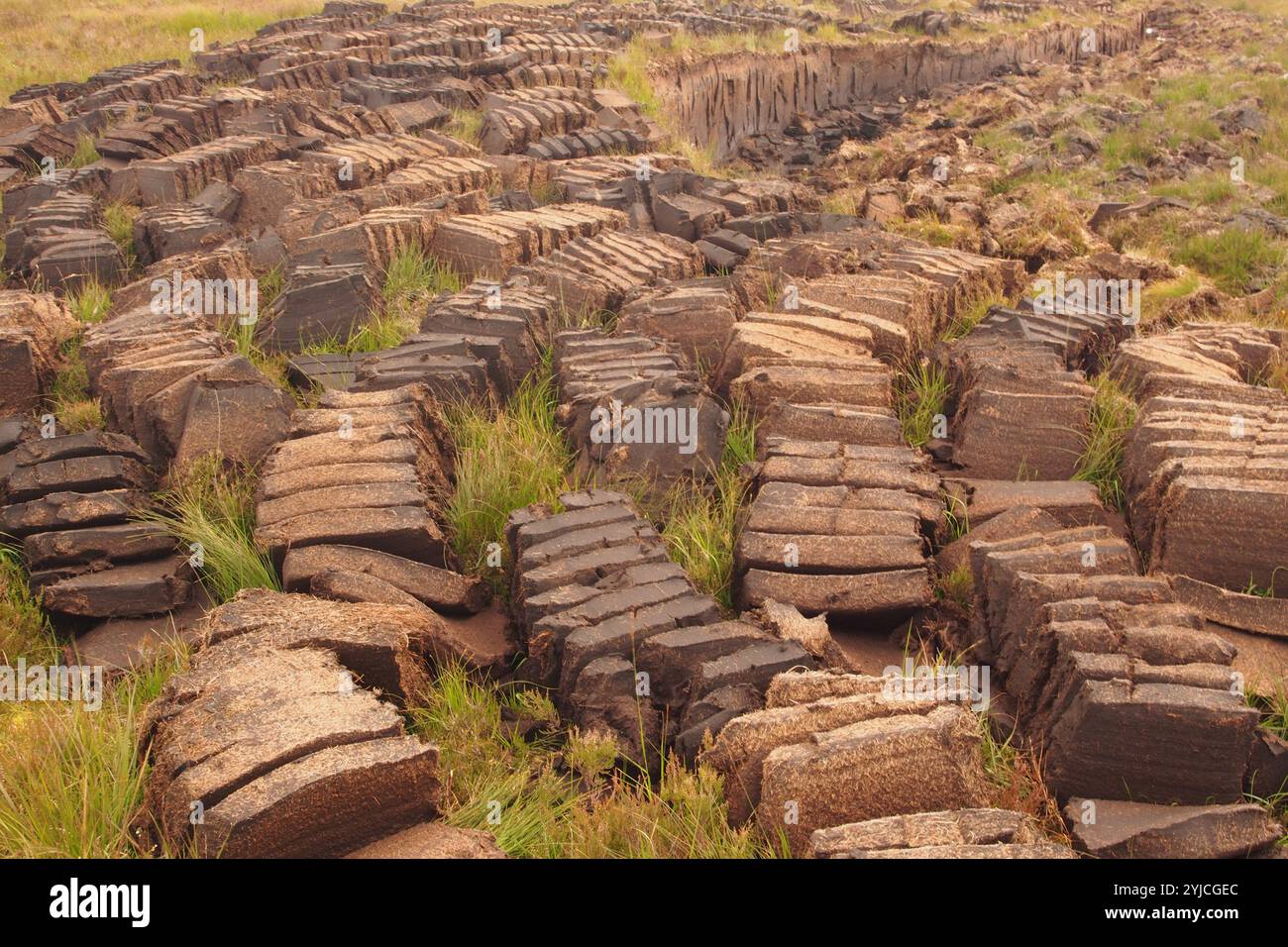 Cut peat blocks laid out to dry on the ground before piling up into ...