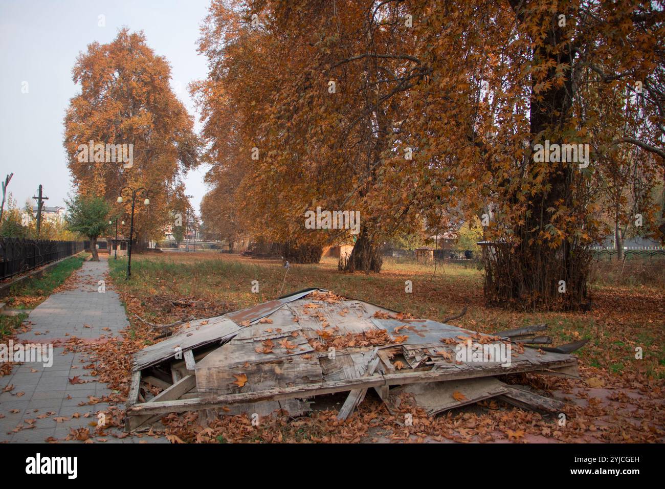 Srinagar, Jammu And Kashmir, India. 14th Nov, 2024. A view of fallen ...