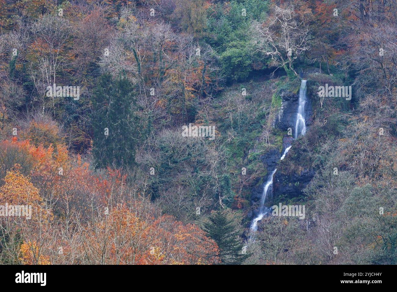 Canonteign falls, Teign Valley, UK. 14th Nov, 2024. UK Weather ...
