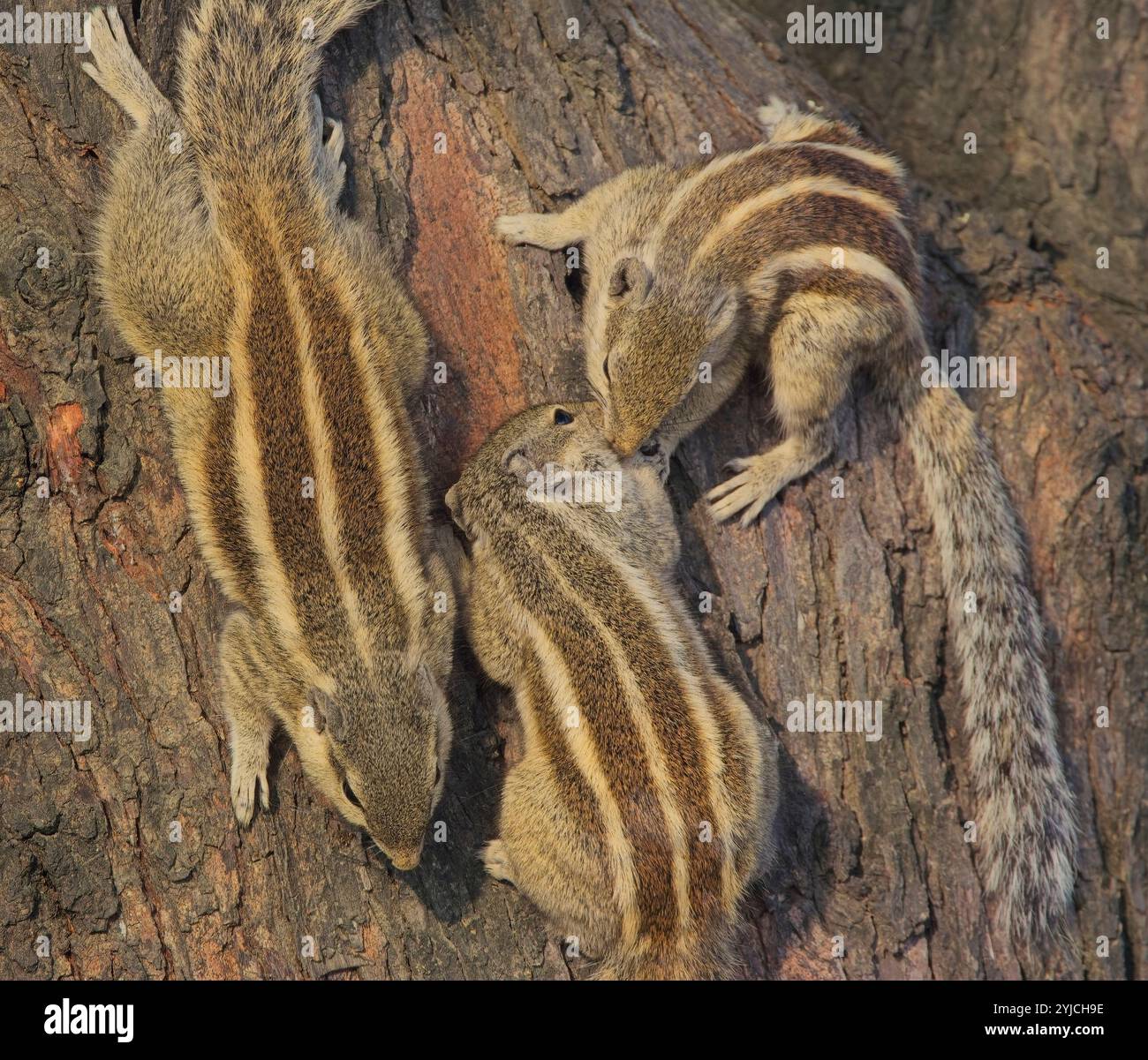 Five-striped Palm Squirrels, (Funambulus pennanti), adult and two young ...