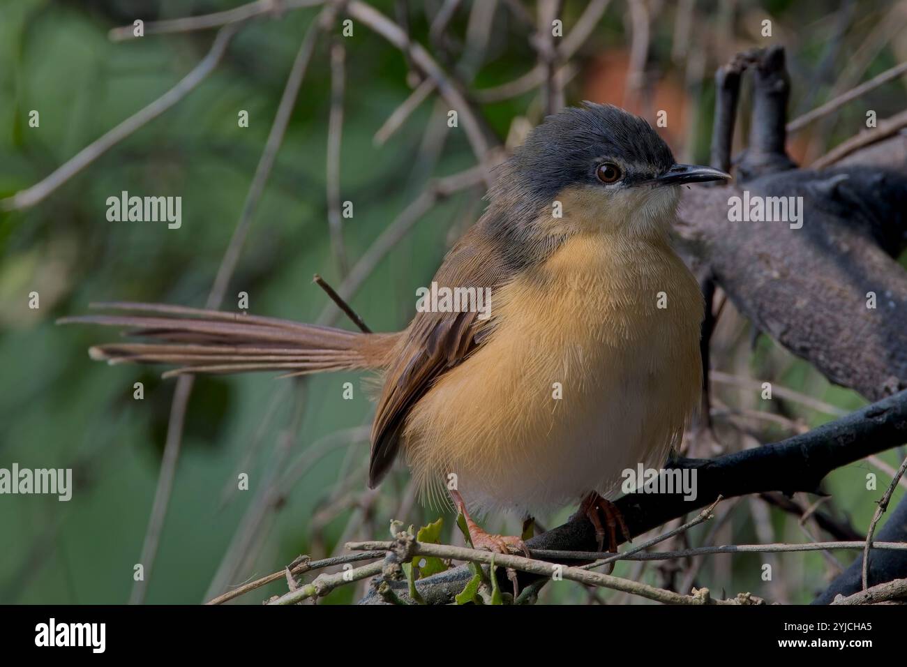 Ashy Prinia (Prinia socialis) perched in a bush, Bharatpur Bird ...