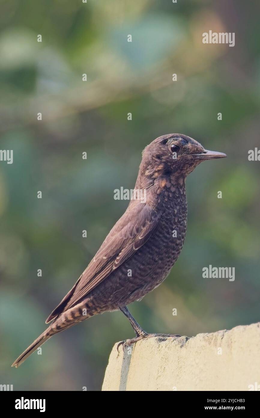 Juvenile rock thrush hi-res stock photography and images - Alamy