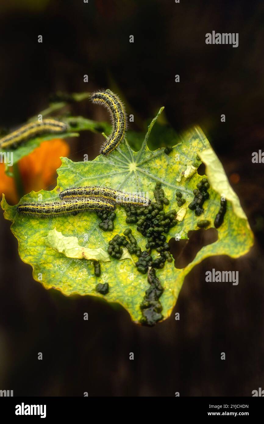 Natural close up, semi-abstract, patterns in nature / plantlike ...
