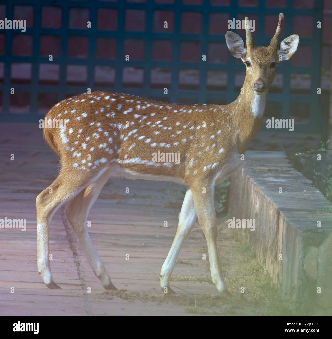 Chital, Spotted Deer, (Axis axis), Bharatpur Bird Sanctuary, Keoladeo ...