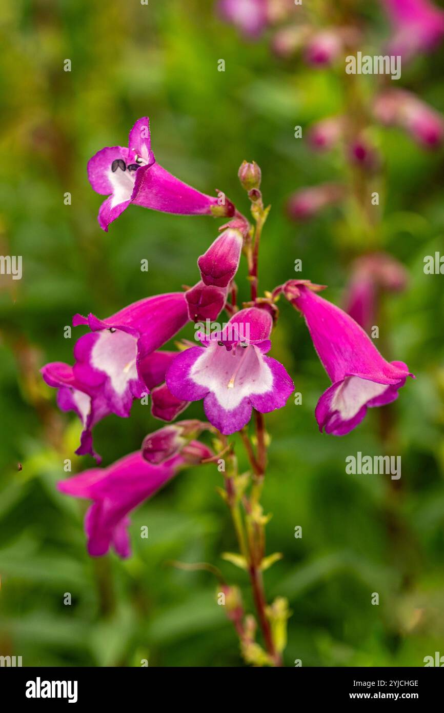 Natural close up flowering plant portrait of Penstemon blooms ...