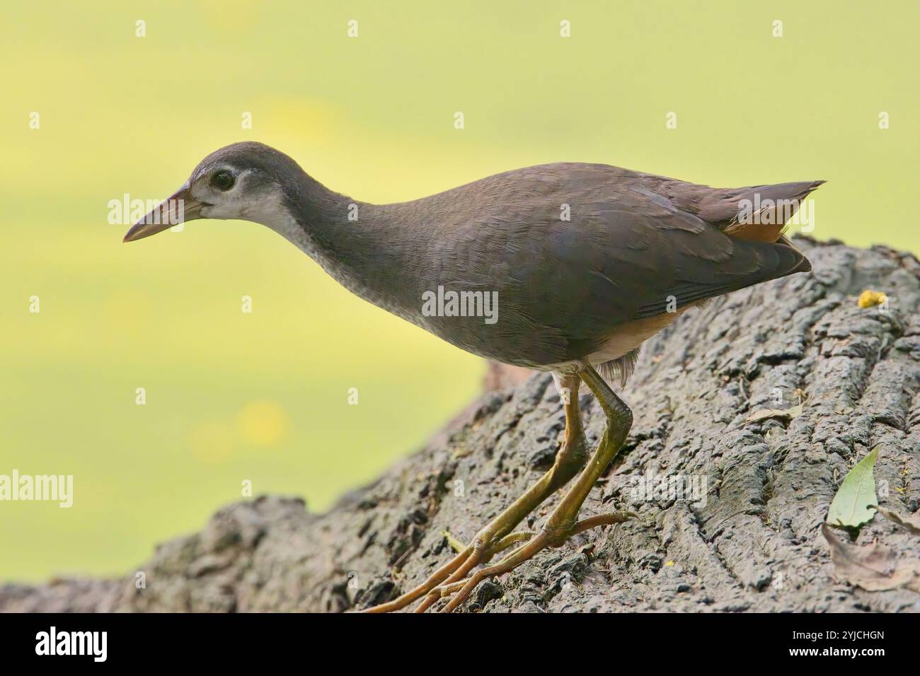 White-breasted Waterhen (Amaurornis phoenicurus), close, Bharatpur Bird ...