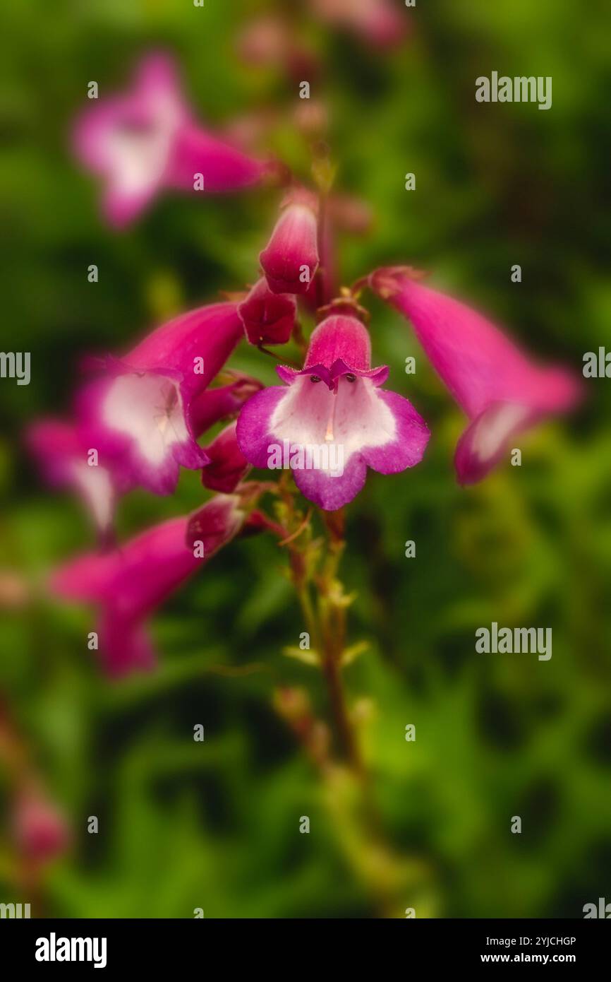 Natural close up flowering plant portrait of Penstemon blooms ...