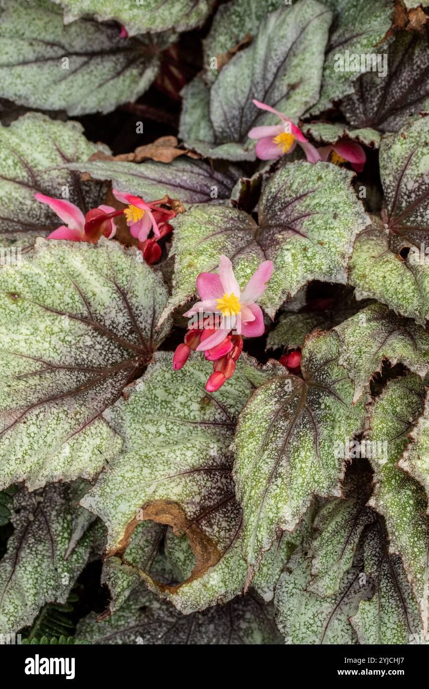 Lovely patterns of Begonia Morning Dew. Natural close up flowering ...