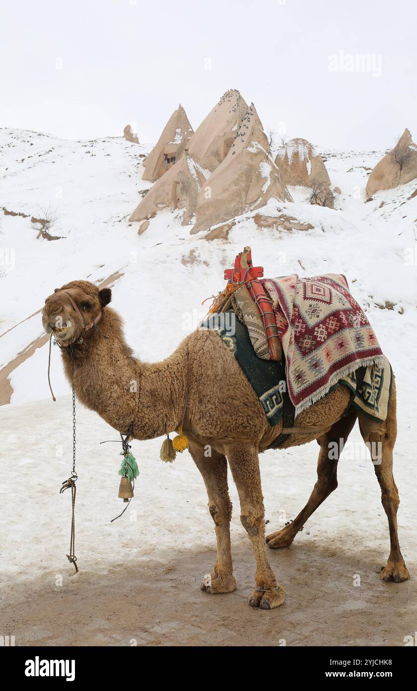 Funny Camel and Snow Covered Fairy Chimneys of Cappadocia in Uchisar ...