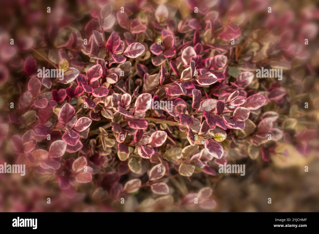 Interesting close up natural patterns of Lophomyrtus x Ralphii 'Magic ...
