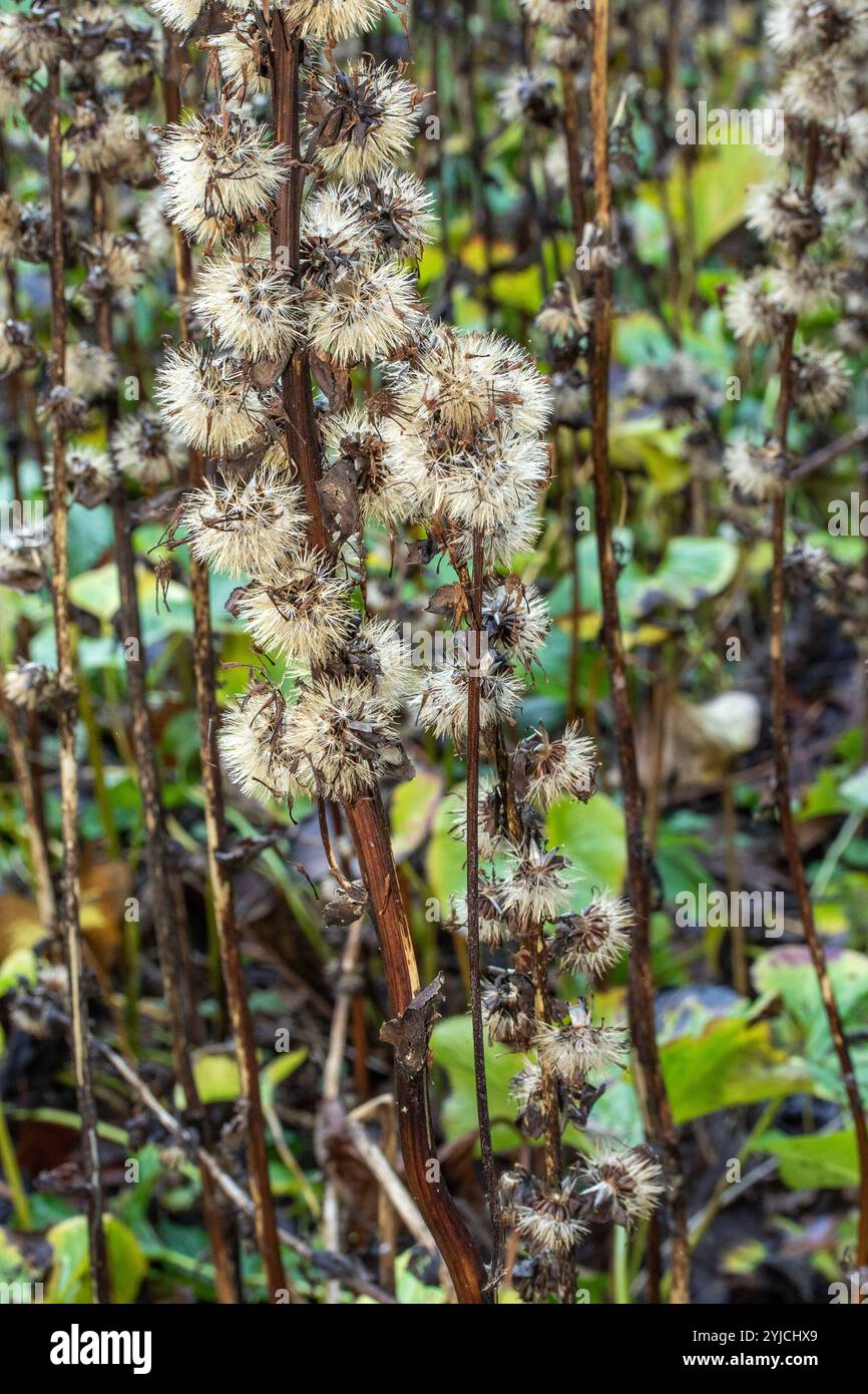 Stunning natural patterns close up of Ligularia stenocephala, narrow ...