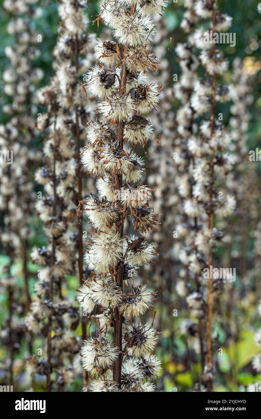 Stunning natural patterns close up of Ligularia stenocephala, narrow ...