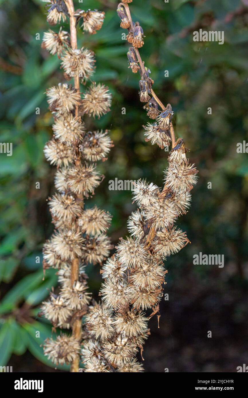 Stunning natural patterns close up of Ligularia stenocephala, narrow ...