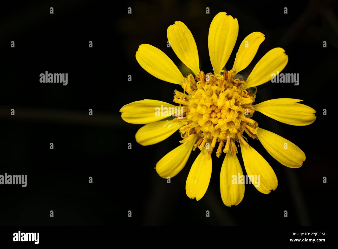 Beautiful but potentially dangerous Senecio Madagascariensis ...