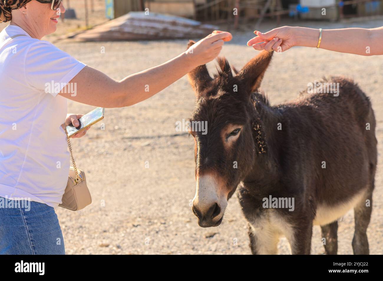 Visitors enjoy a warm afternoon at the farm, gently petting a curious ...