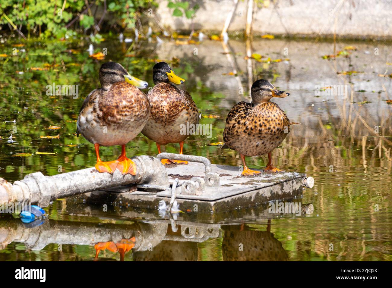 Three ducks resting on a pipe on a lake in water. Beautiful reflections ...