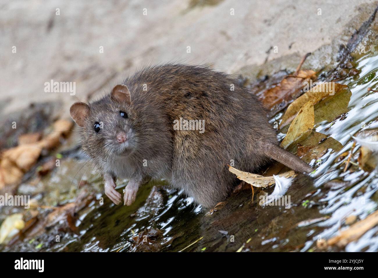 A rat feeding and drinking near a water lake Stock Photo - Alamy