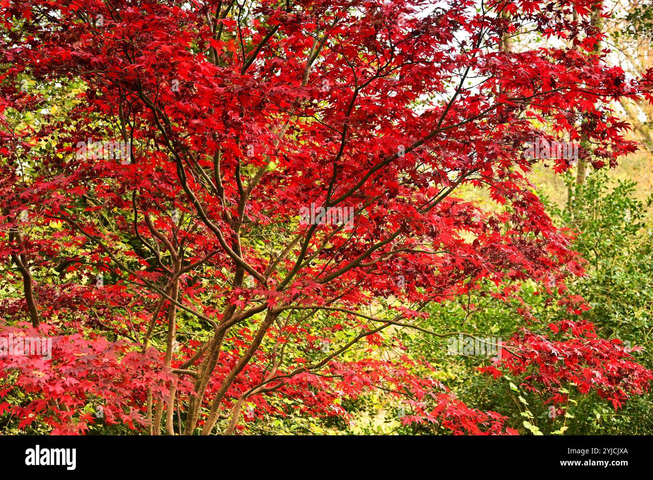 Autumn Leaves and Colours at Winkworth Arboretum, Surrey, England Stock ...