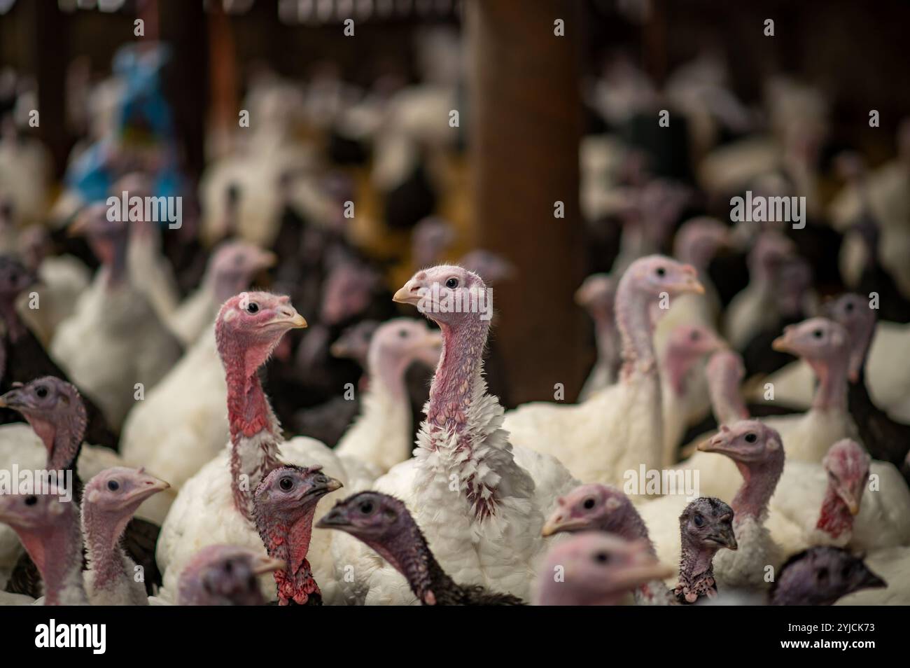 Turkeys uk birds hi-res stock photography and images - Alamy